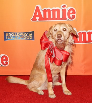 Annie Dog Editorial Stock Photo - Stock Image | Shutterstock
