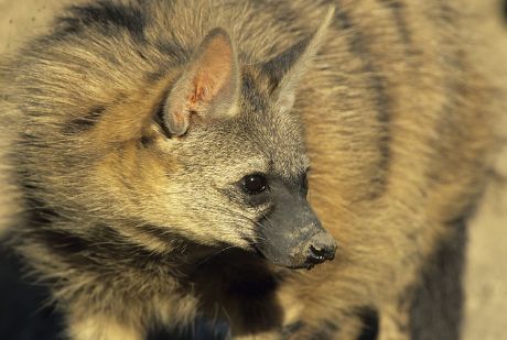 33 Aardwolf Stock Pictures, Editorial Images and Stock Photos ...