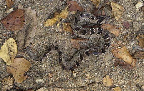Snouted Night Adder Causus Defillippi Kruger Editorial Stock Photo ...