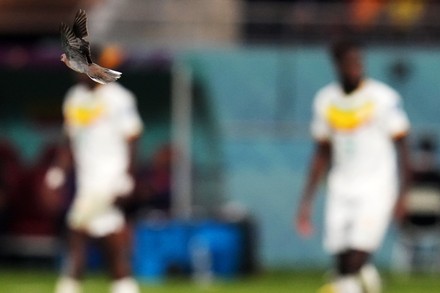 Bird Flies Over Field Match Between Editorial Stock Photo - Stock Image ...