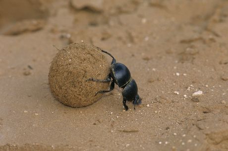 Flightless Dung Beetle Circellium Bacchus Addo Editorial Stock Photo ...