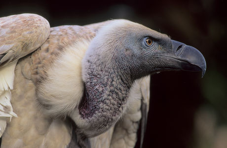 Cape Vulture Gyps Coprotheres Endangered Species Editorial Stock Photo ...