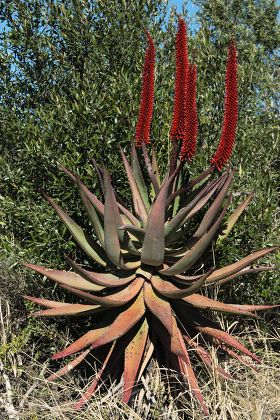 Cape Aloe Aloe Ferox Eastern Cape Editorial Stock Photo - Stock Image ...