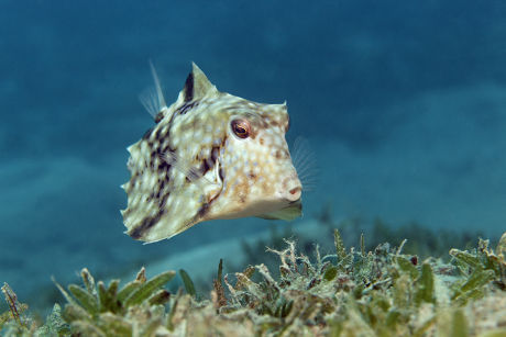 20 Humpback turretfish Stock Pictures, Editorial Images and Stock ...