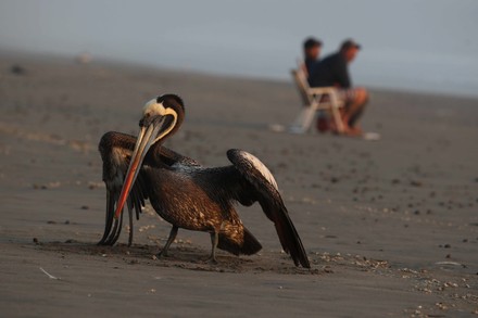 Dead Pelican Conchan Beach Lima Peru Editorial Stock Photo - Stock ...
