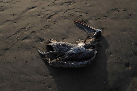 Dead Pelican Conchan Beach Lima Peru Editorial Stock Photo - Stock ...