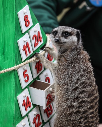 Meerkat Seen Enjoying Advent Calendar Themed Editorial Stock Photo ...