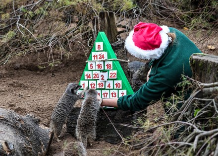 Meerkats Seen Enjoying Advent Calendar Themed Editorial Stock Photo ...