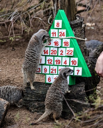 Meerkats Seen Enjoying Advent Calendar Themed Editorial Stock Photo ...