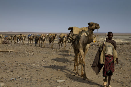 250 Camel caravans Stock Pictures, Editorial Images and Stock Photos ...