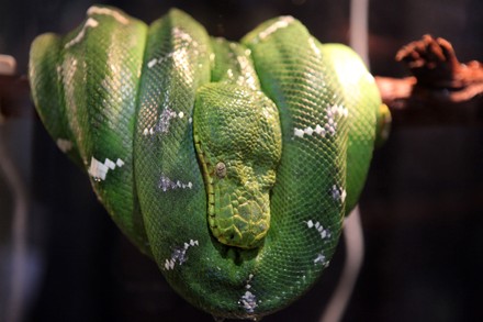 7 Emerald green tree boas Stock Pictures, Editorial Images and Stock ...