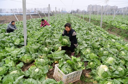 Vegetable Growers Pluck Vegetables Vegetable Plantation Editorial Stock ...