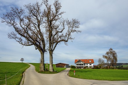 1,000 Linden tree Stock Pictures, Editorial Images and Stock Photos ...