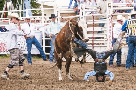 Rider Being Thrown During Junior Bull Editorial Stock Photo - Stock ...