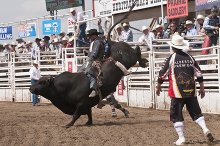 Cowboy Bull Riding Strathmore Heritage Days Editorial Stock Photo ...