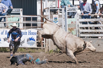Cowboy Thrown While Bull Riding Rocky Editorial Stock Photo - Stock ...