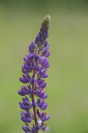 Largeleaved Lupin Lupinus Polyphyllus Long Rhoen Editorial Stock Photo ...