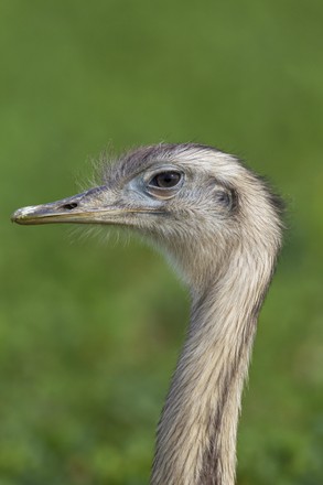 Greater Rhea Rhea Americana Female Native Editorial Stock Photo - Stock ...