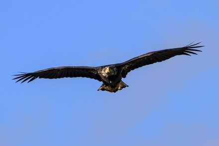 2,000 German eagle Stock Pictures, Editorial Images and Stock Photos ...