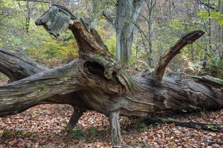 Fallen Dead Tree Trunk Autumnal Beech Editorial Stock Photo - Stock ...