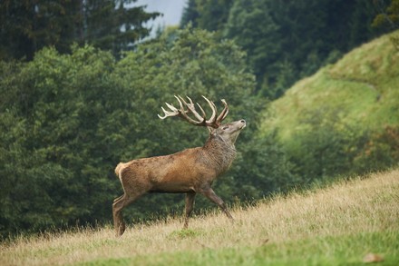 Rothirsch Cervus Elaphus Maennchen Bei Der Editorial Stock Photo ...
