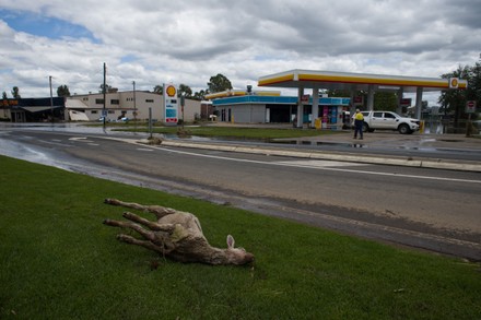 Town Cowra Got Flooded New South Editorial Stock Photo - Stock Image ...