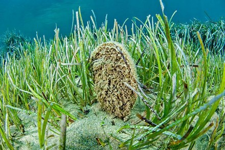 Critically Endangered Mediterranean Fan Mussel Pinna Editorial Stock ...