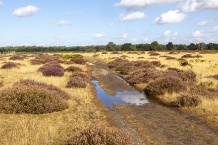 250 Heath grass Stock Pictures, Editorial Images and Stock Photos ...