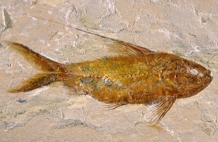 Deep Sea Fish Fossil Nematonotus Longispinus Editorial Stock Photo ...