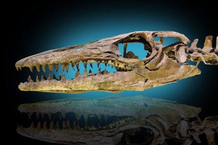 Marine Reptile Mosasaurus Cretaceous Oceans Belgium Editorial Stock ...