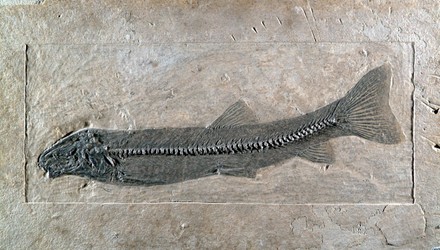 Primative Fossil Fish Lepidotus Ovatus Late Editorial Stock Photo ...