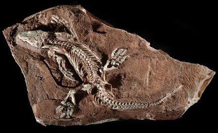 Daphoenodon Superbus Beardog Early Miocene Nebraska Editorial Stock ...
