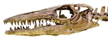47 Mosasaurus Stock Pictures, Editorial Images and Stock Photos ...