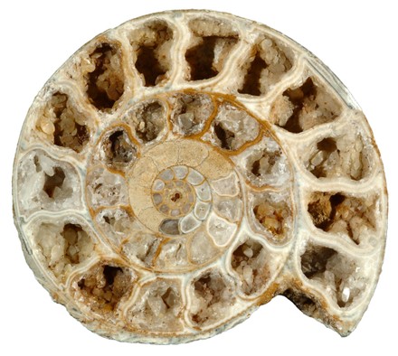 Fossil Turtle Glyptops Utahensis Gilmore Jurassic Editorial Stock Photo ...