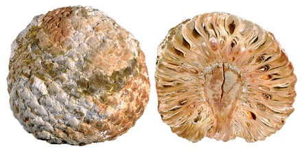Fossil Turtle Glyptops Utahensis Gilmore Jurassic Editorial Stock Photo ...