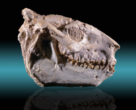 Plesippus Shoshoensis Fossil Horse Head Pliocene Editorial Stock Photo ...