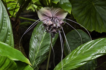 Bat Flower Tacca Chantrieri Tacca Genus Editorial Stock Photo - Stock ...