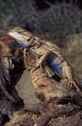 Western Swift Male Sceloporus Occidentalis Editorial Stock Photo ...