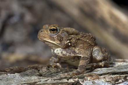 American Toad Bufo Americanus Nj Usa Editorial Stock Photo - Stock Image | Shutterstock