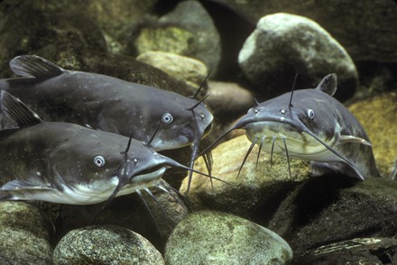 Brown Bullheads Catfish Ameiurus Nebulosus Editorial Stock Photo ...