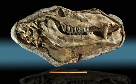 Huge Brontotherium Leidyi Skull Lower Jaw Editorial Stock Photo - Stock ...