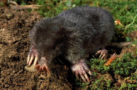 Starnosed Mole Condylura Cristata Editorial Stock Photo - Stock Image ...