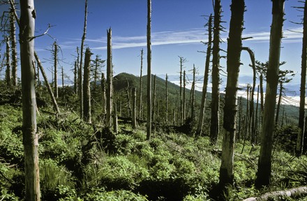 Acid Rain Damage Forest Decline Mt Editorial Stock Photo - Stock Image ...
