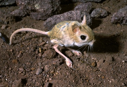 1 Lesser egyptian jerboa Stock Pictures, Editorial Images and Stock ...