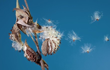 Milkweed Seed Flight Editorial Stock Photo - Stock Image | Shutterstock
