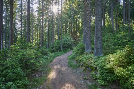Coniferous Forest Path Sun Spring Fichtelgebirge Editorial Stock Photo ...