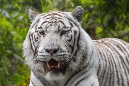White Tiger Panthera Tigris Bleached Tiger Editorial Stock Photo ...
