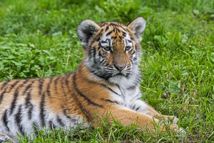 White Tiger Panthera Tigris Bleached Tiger Editorial Stock Photo ...