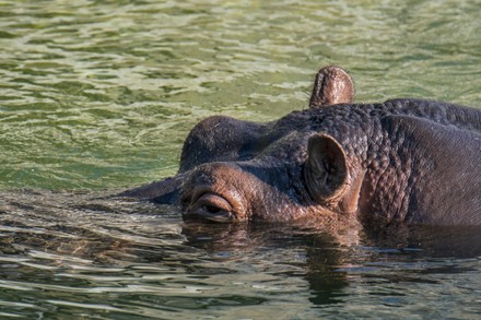 Close Floating Common Hippopotamus Hippo Hippopotamus Editorial Stock ...