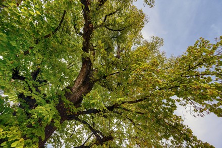 1,000 Linden tree Stock Pictures, Editorial Images and Stock Photos ...